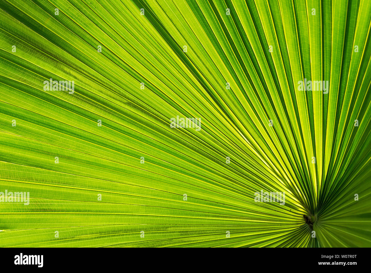 Light permeable hi-res stock photography and images - Alamy