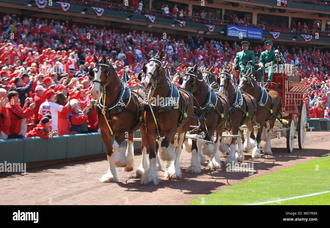 Budweiser Clydesdales circle the Busch Stadium track during Opening Day ...
