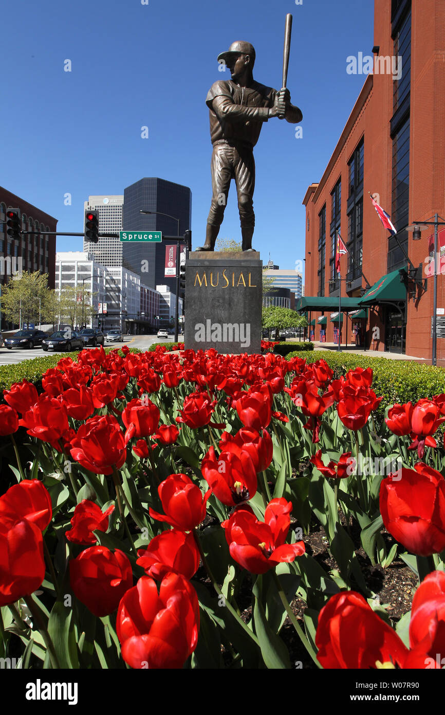 The red tulips are in full bloom at the Stan Musial Statue outside of ...