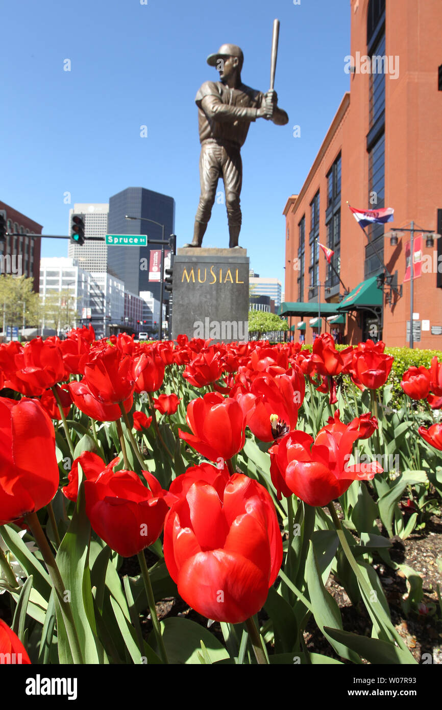The red tulips are in full bloom at the Stan Musial Statue outside of ...