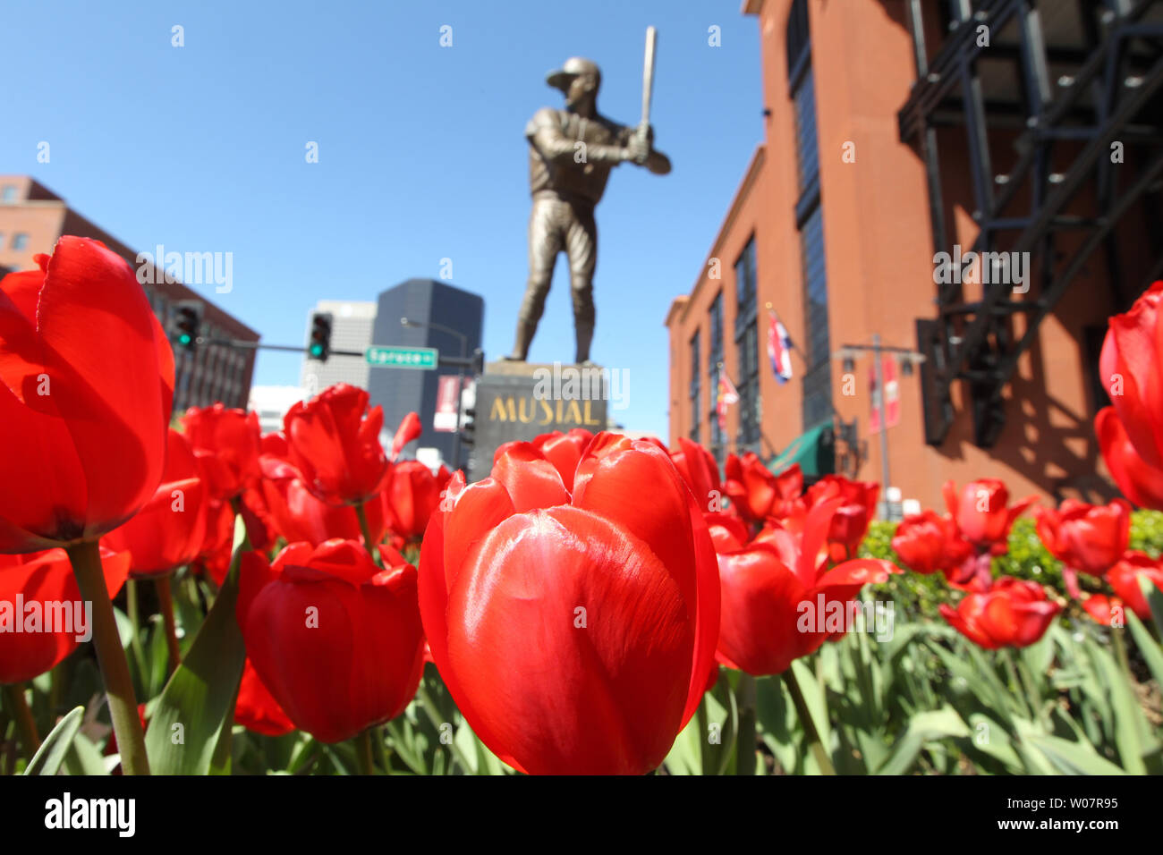 Stan musial statue hi-res stock photography and images - Alamy