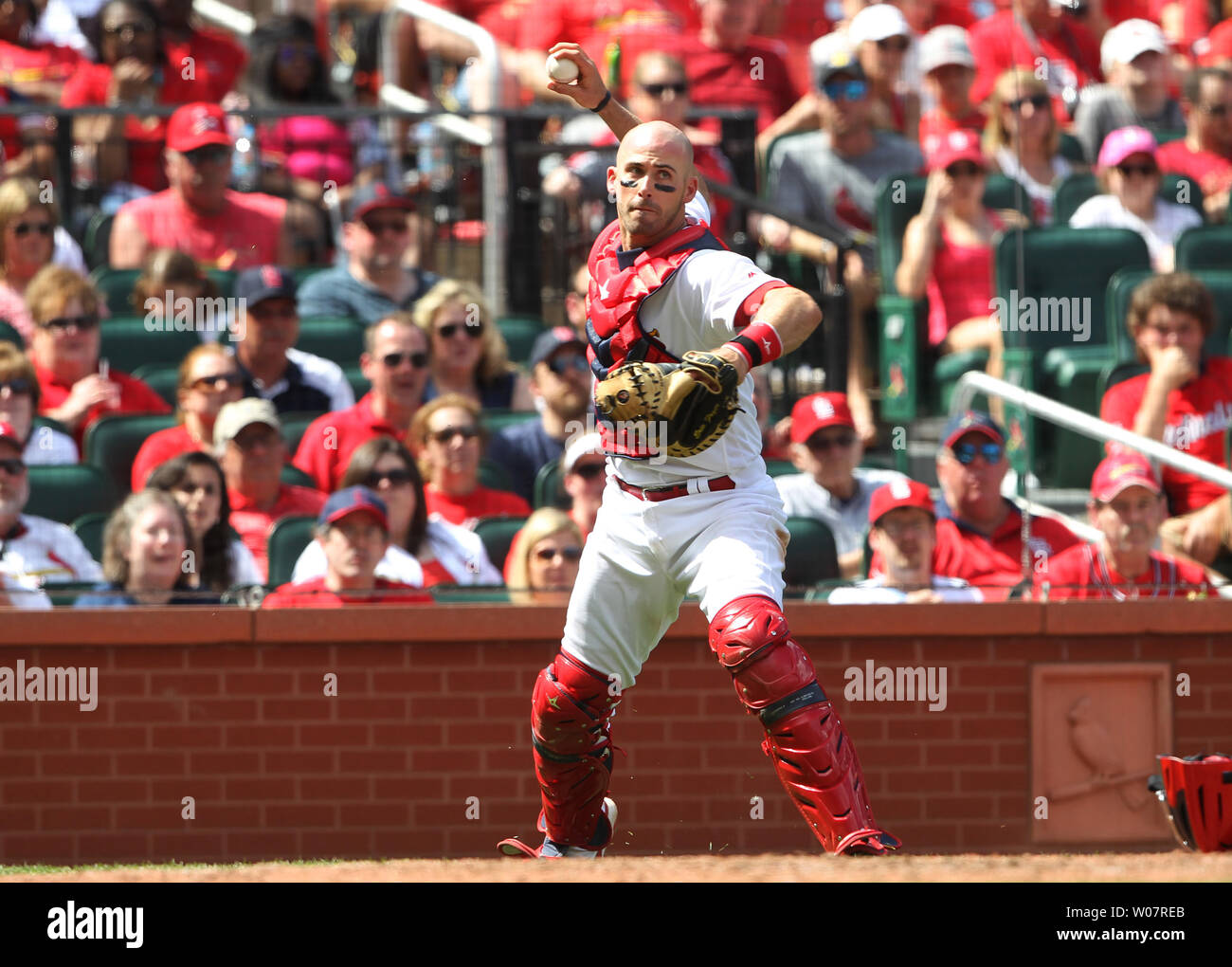St. Louis Cardinals catcher Eric Fryer throws the loose baseball to ...