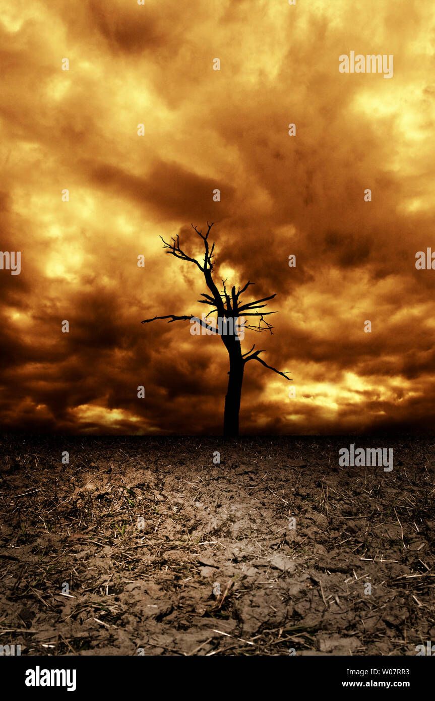 lone dying tree in a desert land, global warming concept Stock Photo ...