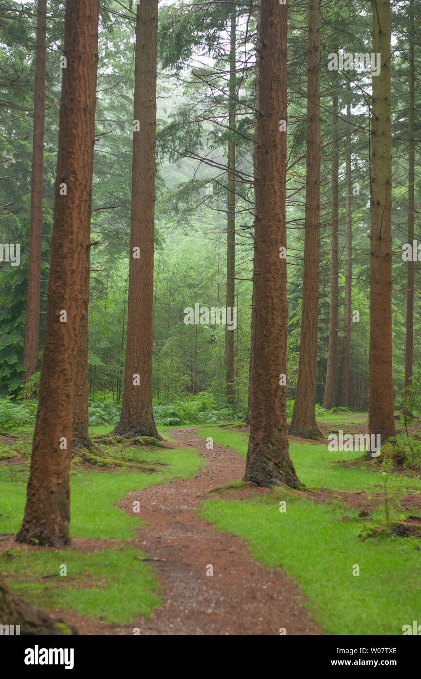 The Mindful Path Stock Photo - Alamy