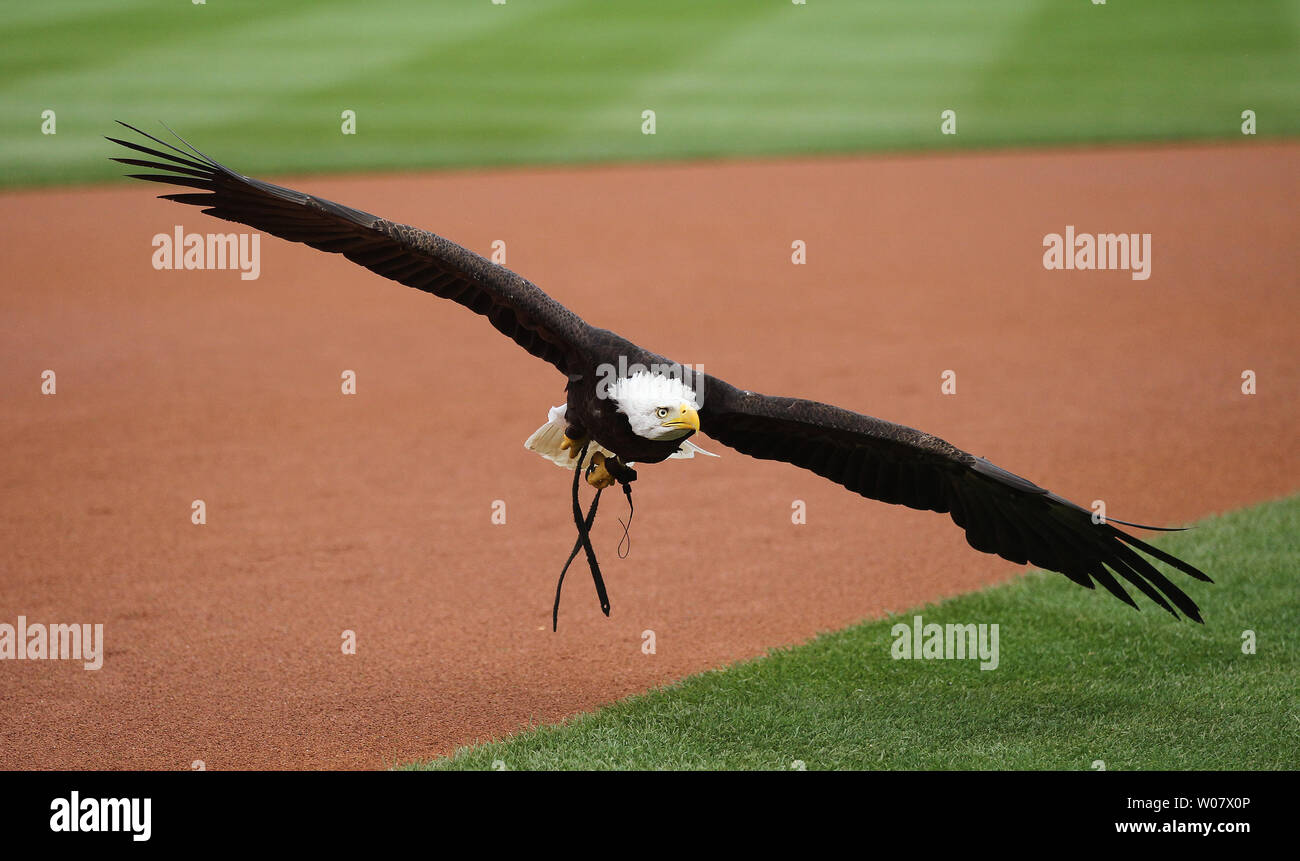 Clark the bald eagle from the World Bird Santuary, comes in for a ...