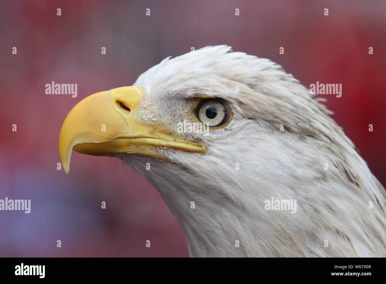Clark the bald eagle from the World Bird Santuary, waits to fly before ...