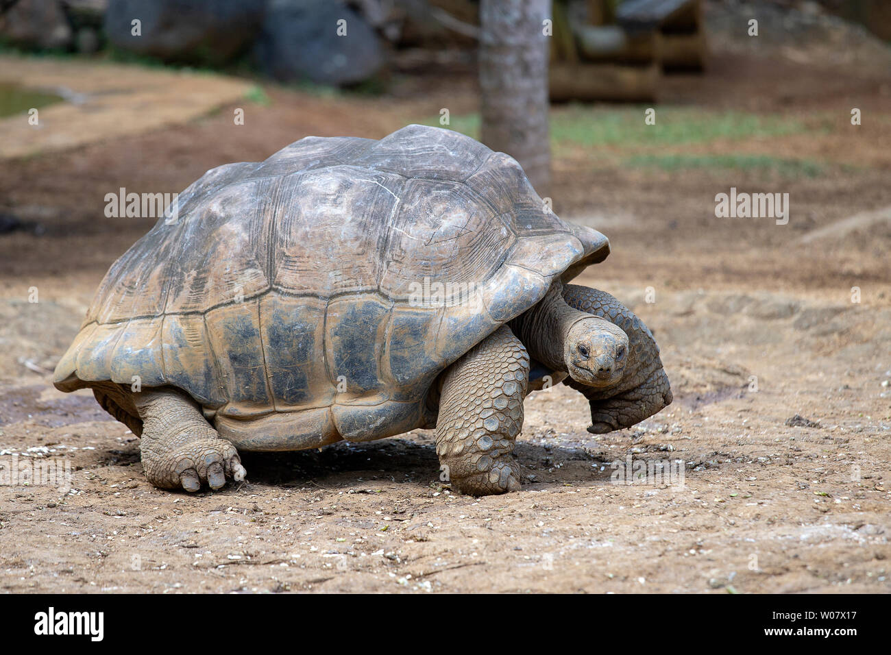 Giant turtles, dipsochelys gigantea in tropical island Mauritius ...