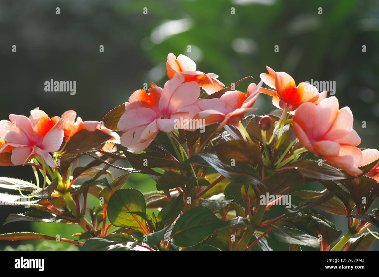 Long lived blooms hi-res stock photography and images - Alamy