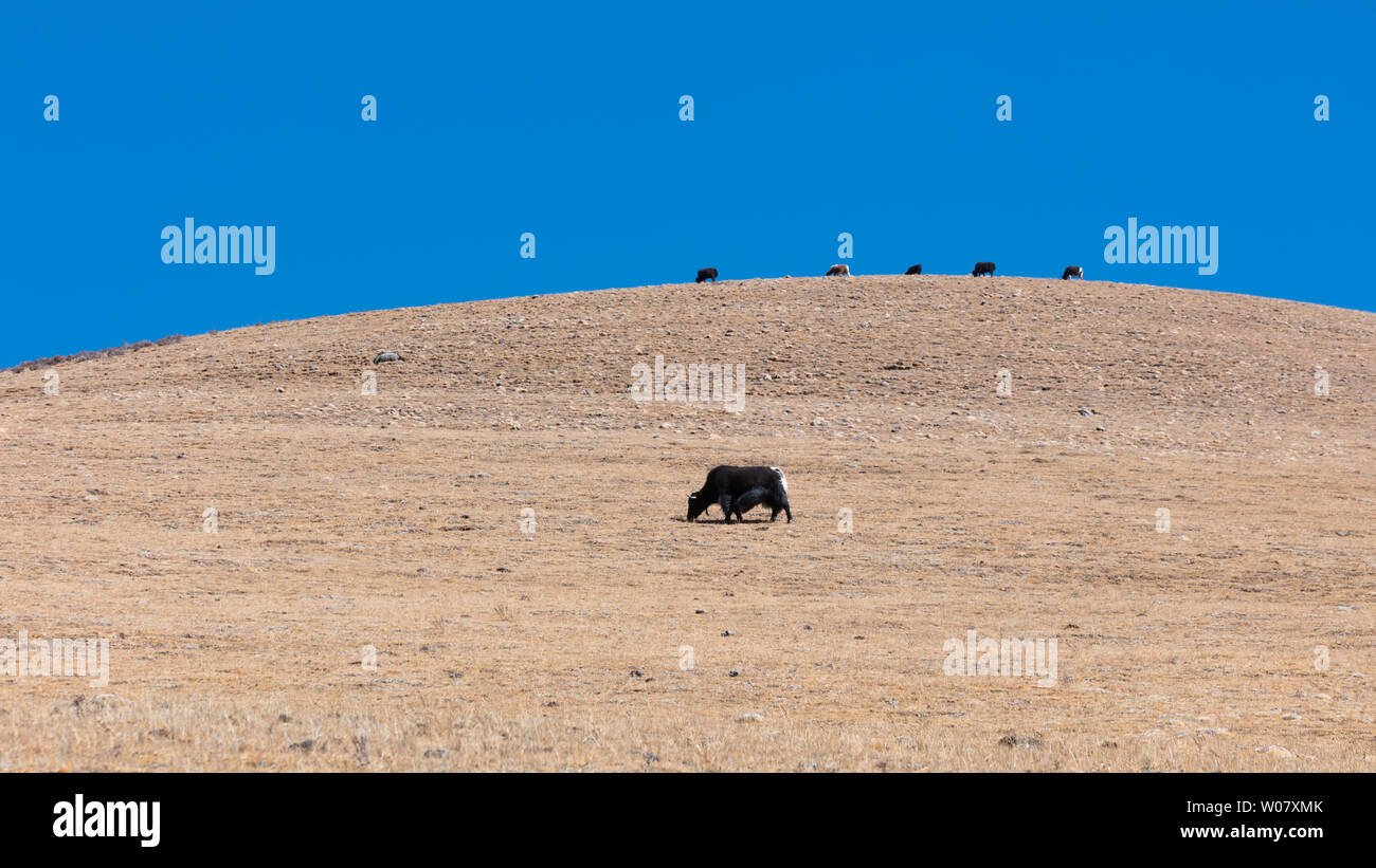 Autumn in Sangji County, Shannan City, Tibet Stock Photo - Alamy