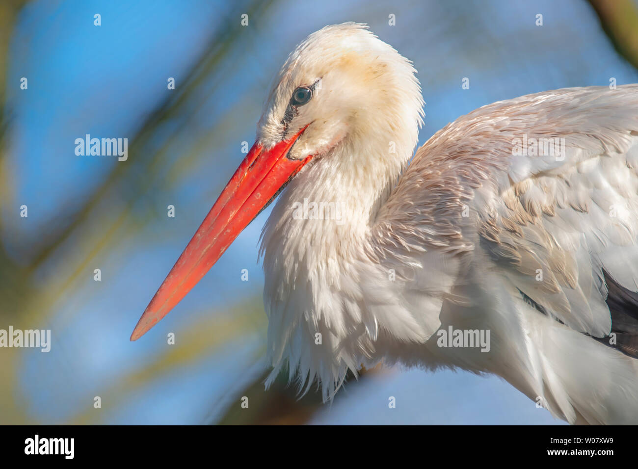 Captive storks bird hi-res stock photography and images - Alamy