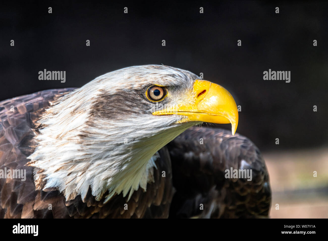American Bald Eagle Portrait Stock Photo - Alamy