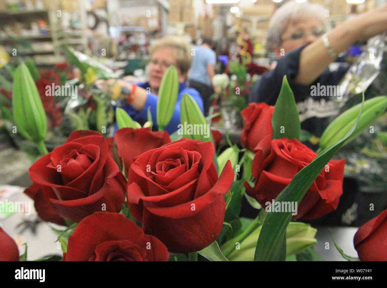 Floral arrangers prepare orders for Valentines Day at Walter Knoll ...