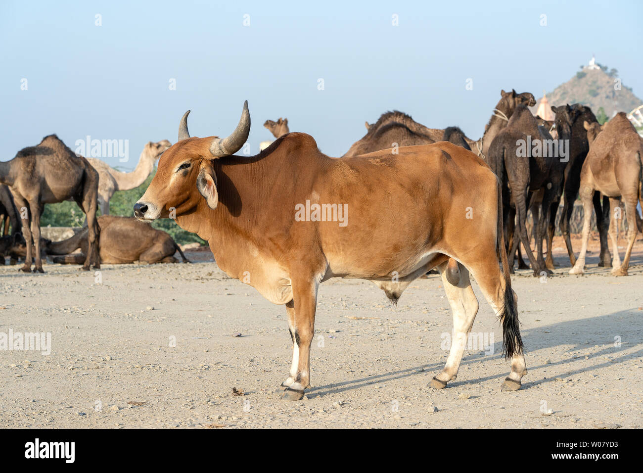 Camel Cow High Resolution Stock Photography and Images - Alamy