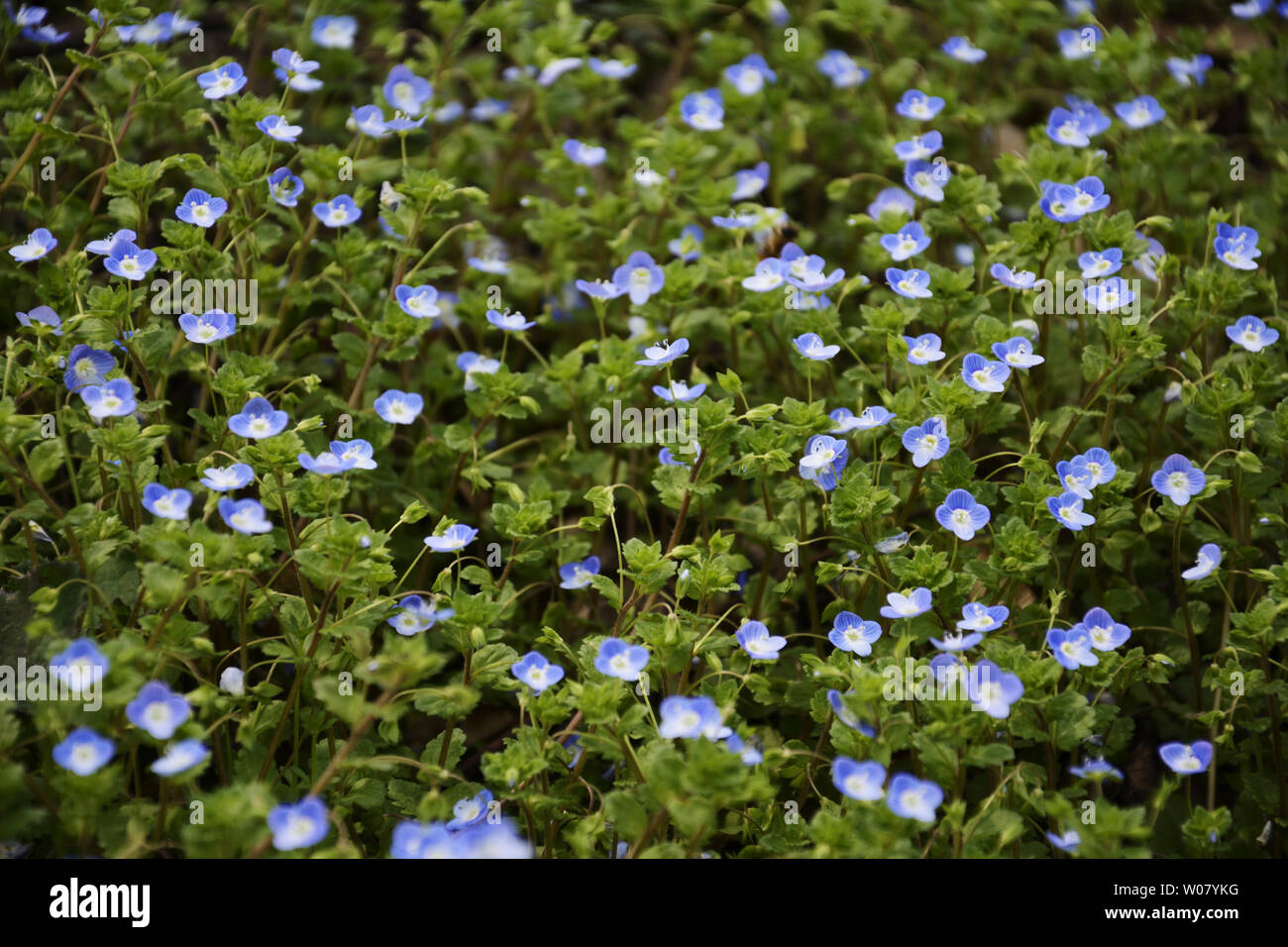 Grass blue flowers, grass background Stock Photo - Alamy