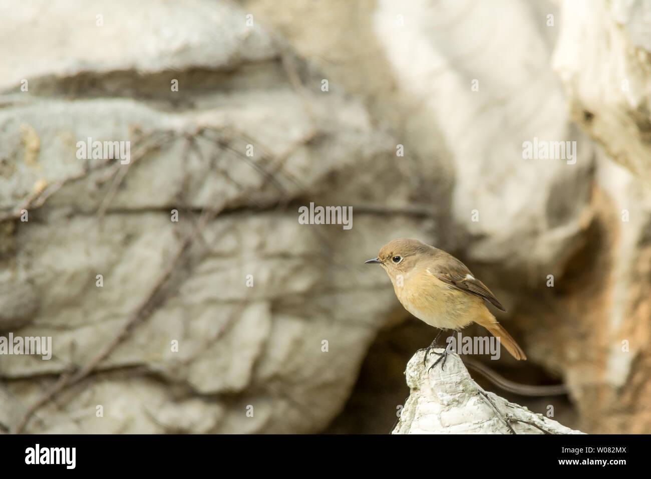 White winged robin hi-res stock photography and images - Alamy