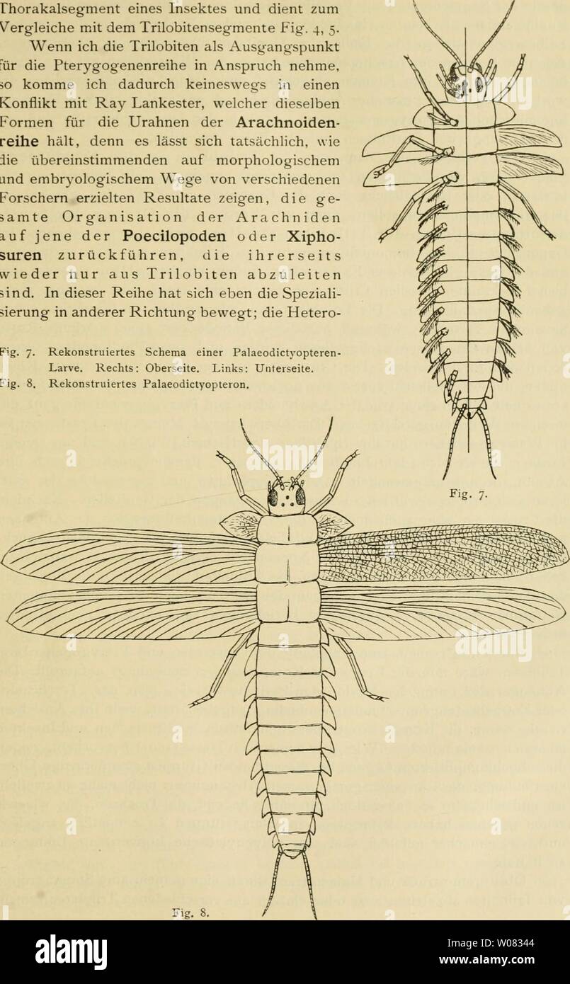 Arachnoiden hi-res stock photography and images - Alamy