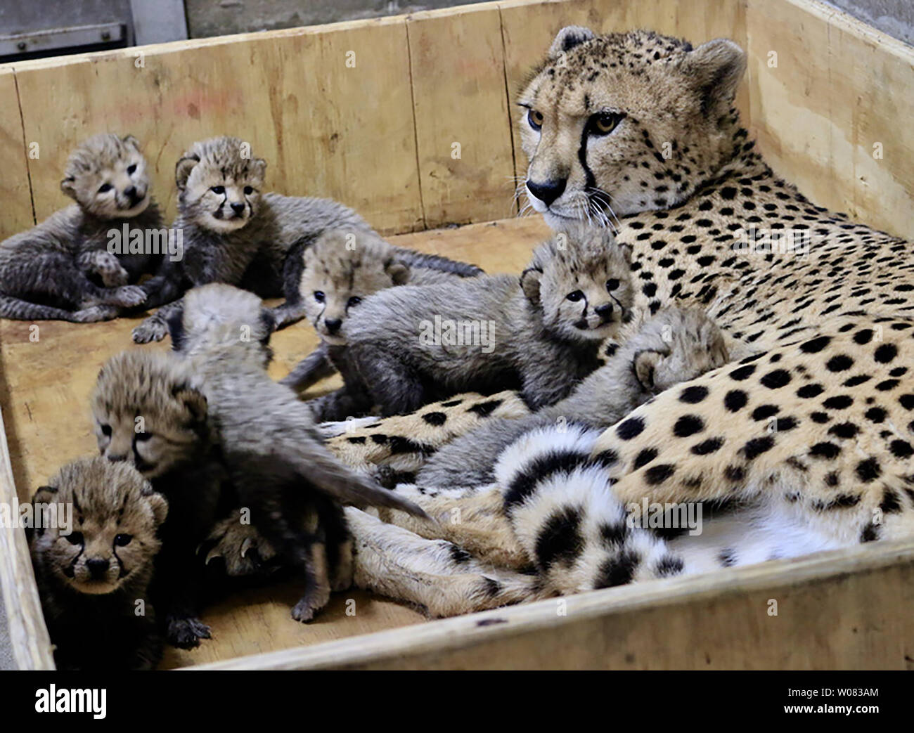 Cheetah breeding center hi-res stock photography and images - Alamy