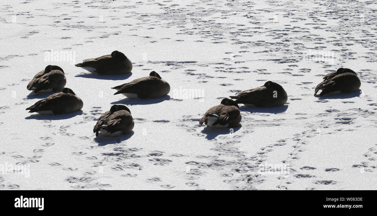 A group of ducks sun themselves on the ice as temperatures reach a high ...