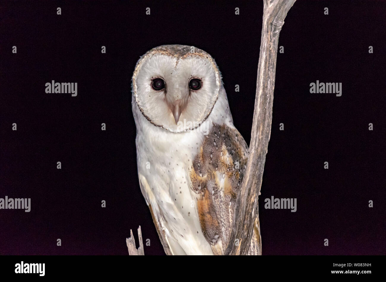 Australian barn owl on dead tree, Queensland, Australia Stock Photo - Alamy