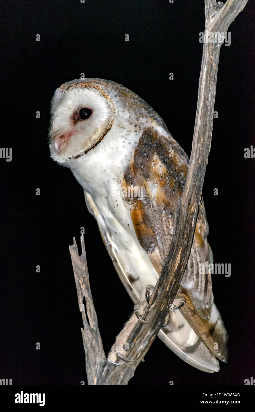 Australian barn owl on dead tree, Queensland, Australia Stock Photo - Alamy