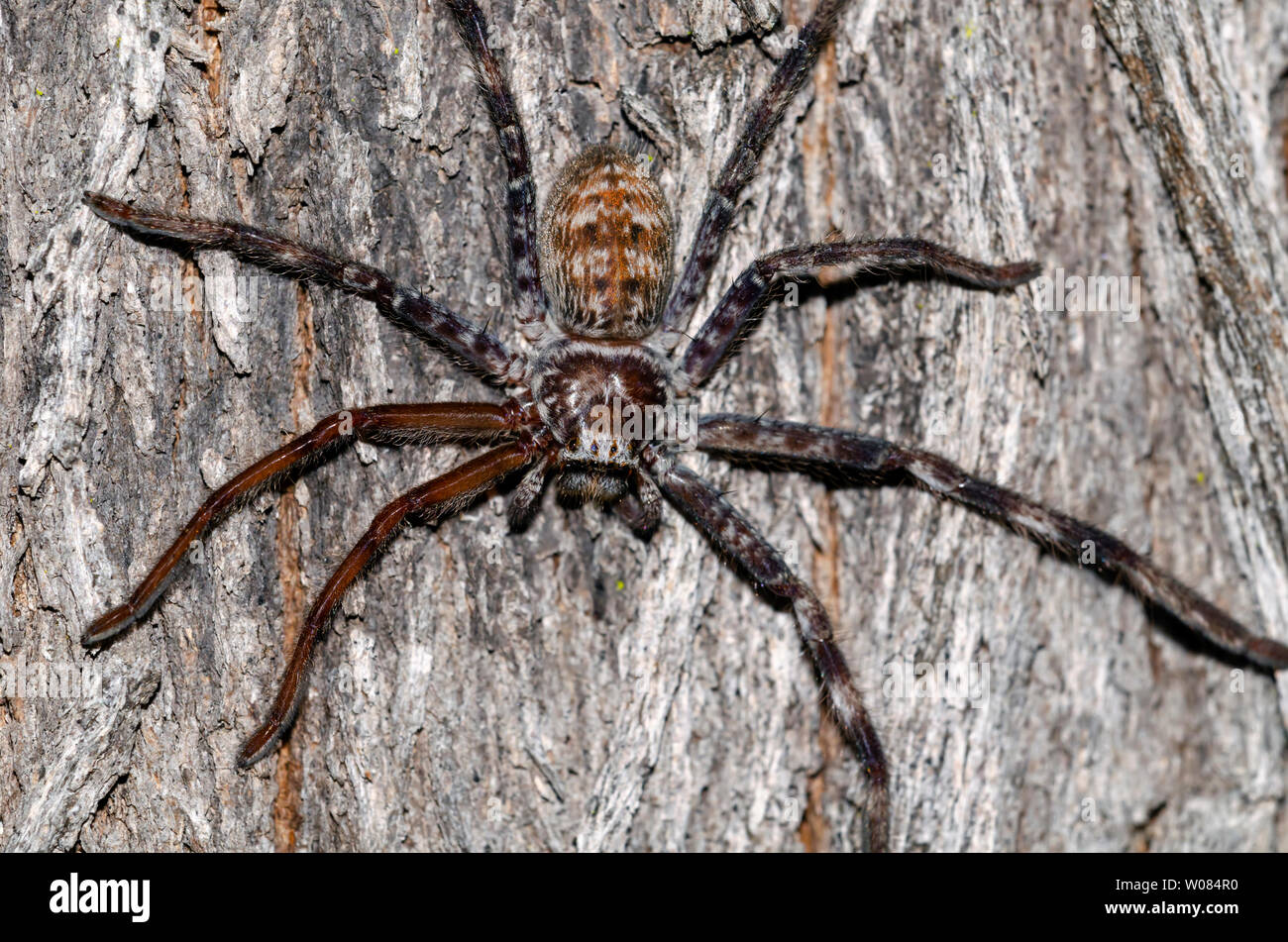 Huntsman spider australia hi-res stock photography and images - Alamy