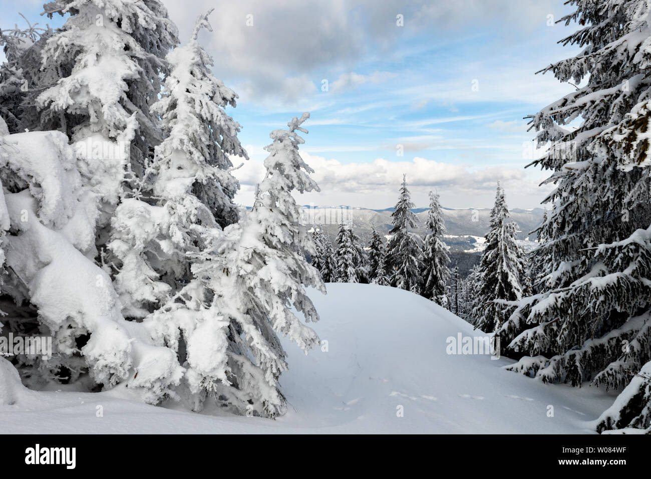 Spruce trees covered by snow in the mountains. Christmas scene Stock ...