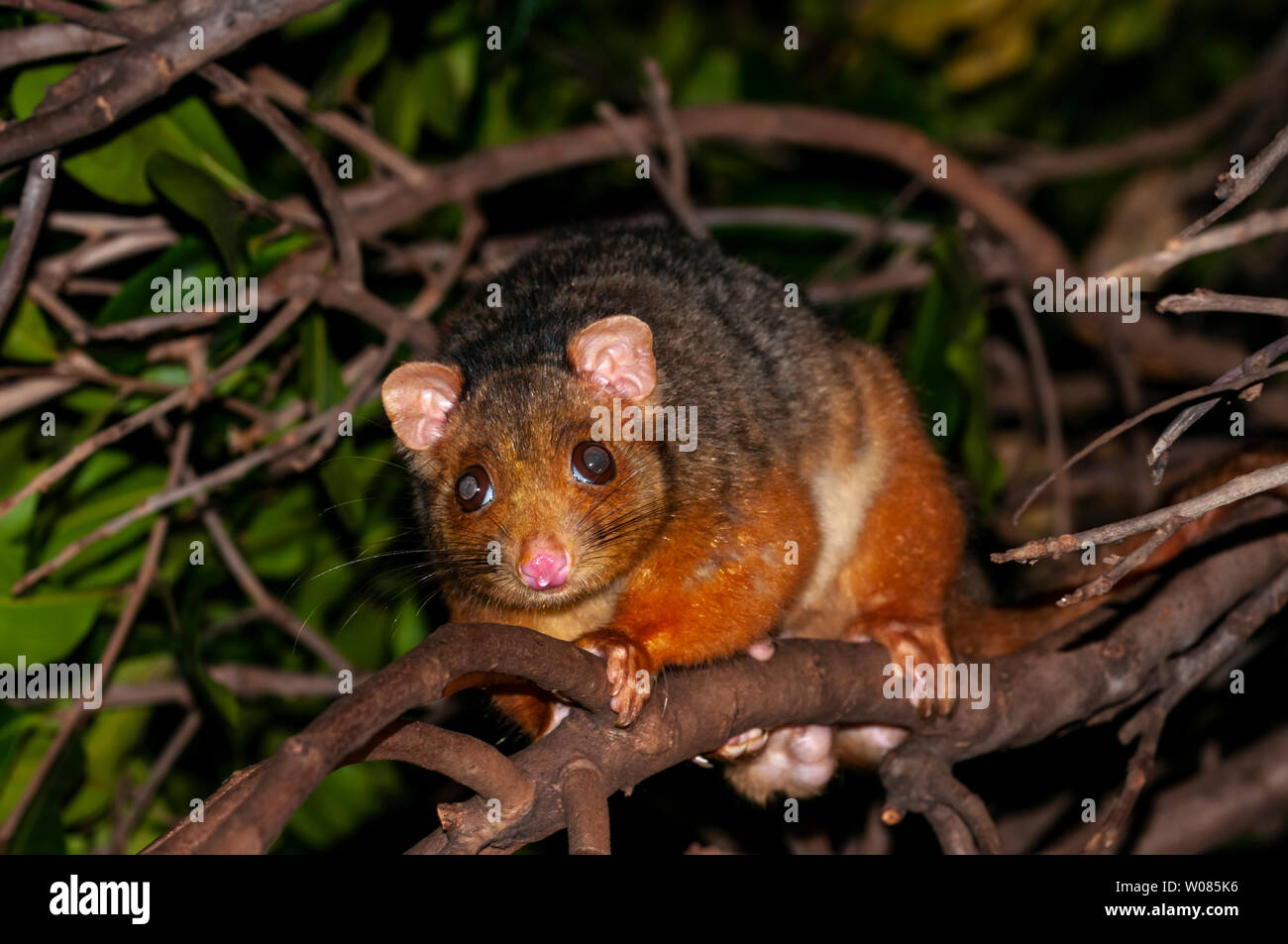 Australia possum urban hi-res stock photography and images - Alamy