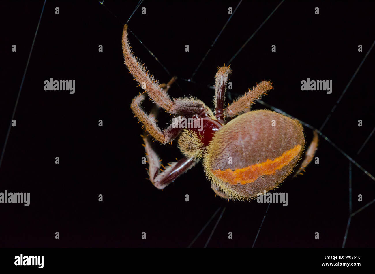 Garden night orb weaver spider Stock Photo - Alamy