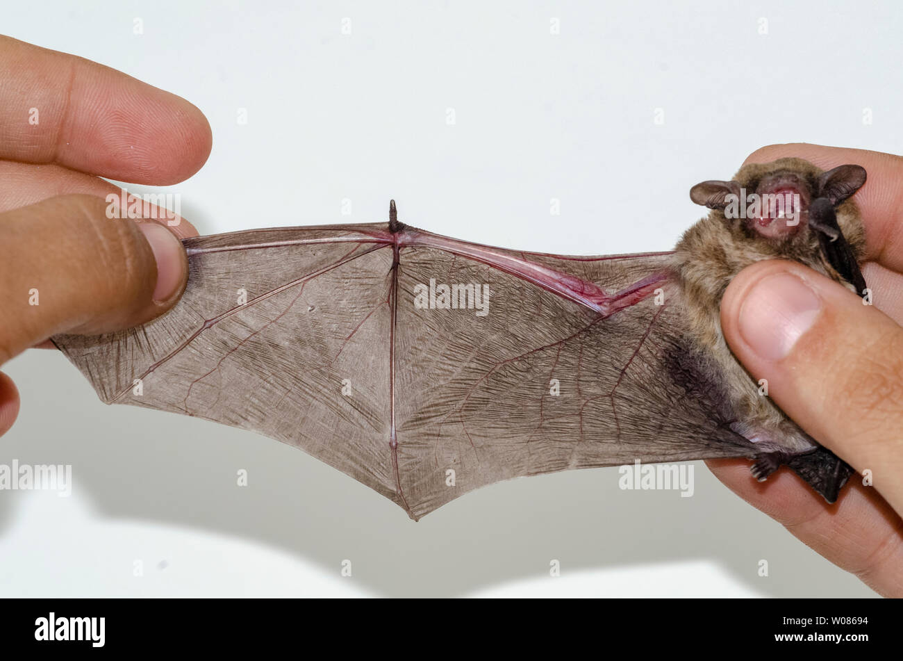 Little broad nosed bat, Scotorepens greyii, Australia Stock Photo - Alamy