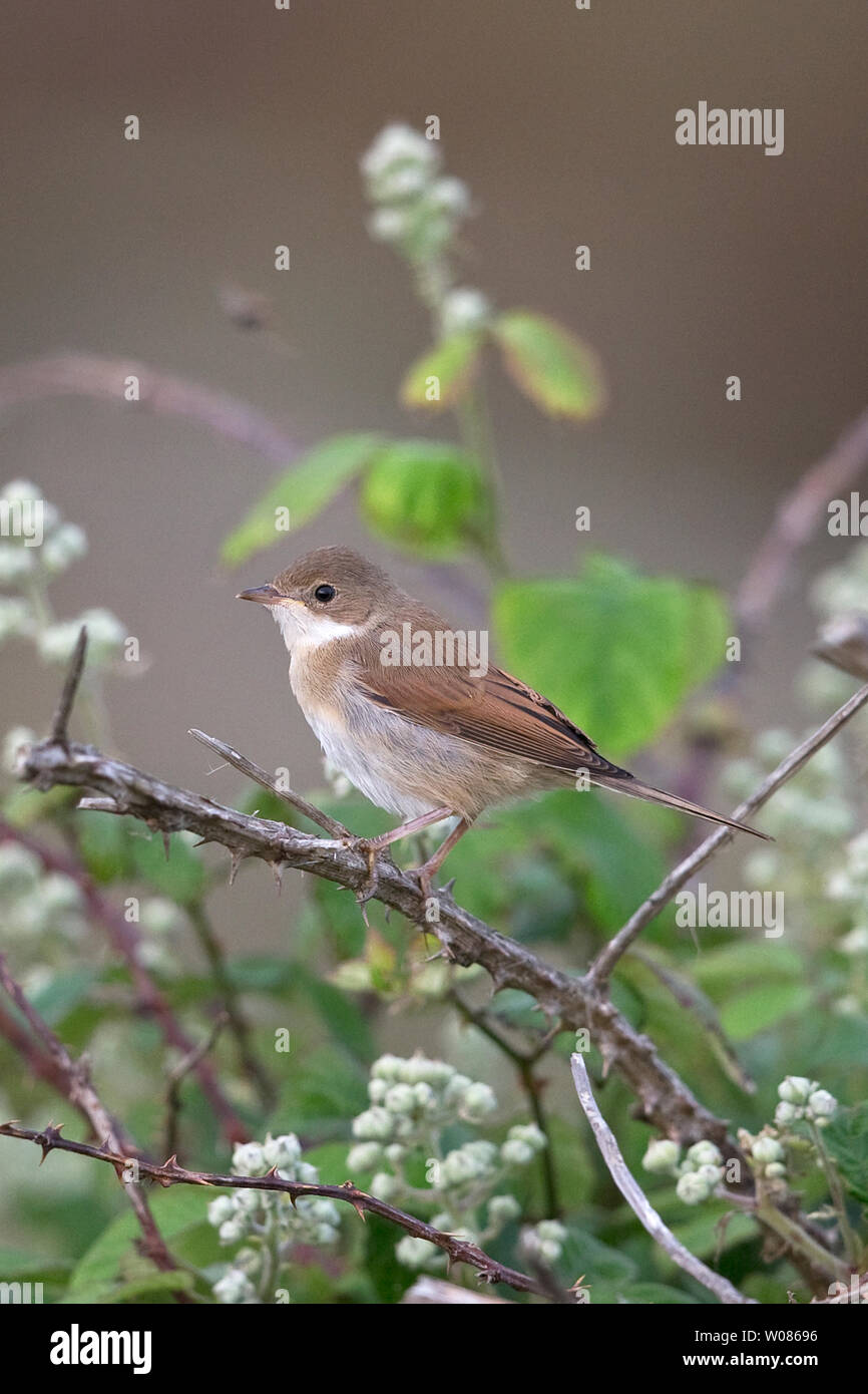 Common Whitethroat (Sylvia communi Stock Photo - Alamy