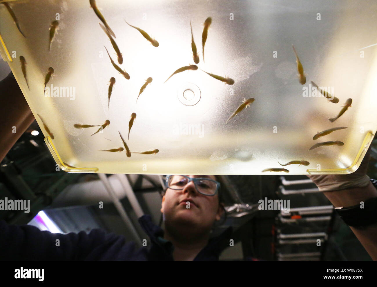 Salamanders hellbender hi-res stock photography and images - Alamy