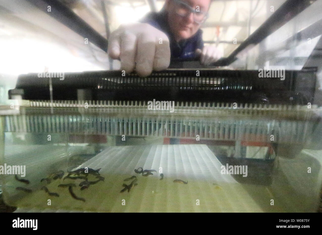 Salamanders hellbender hi-res stock photography and images - Alamy