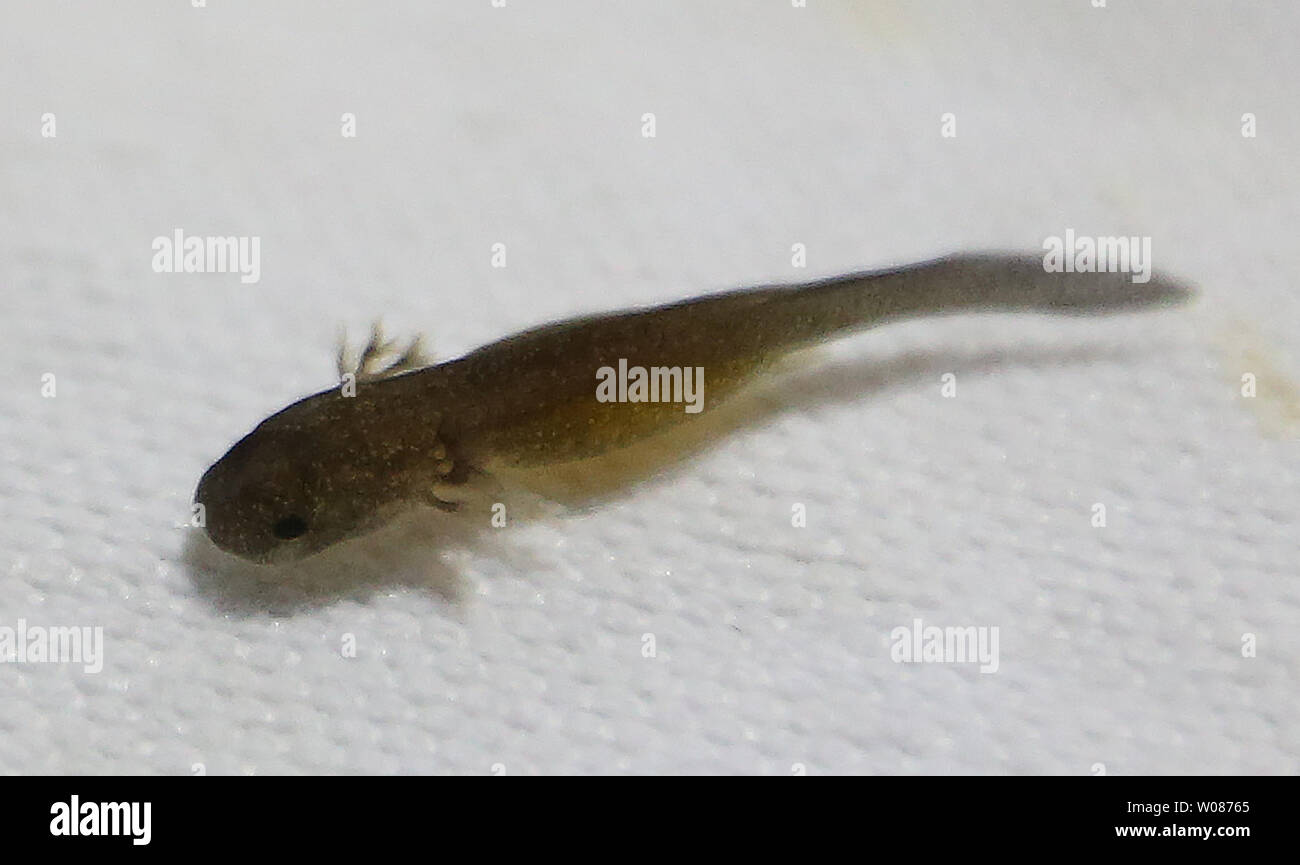 Salamanders hellbender hi-res stock photography and images - Alamy