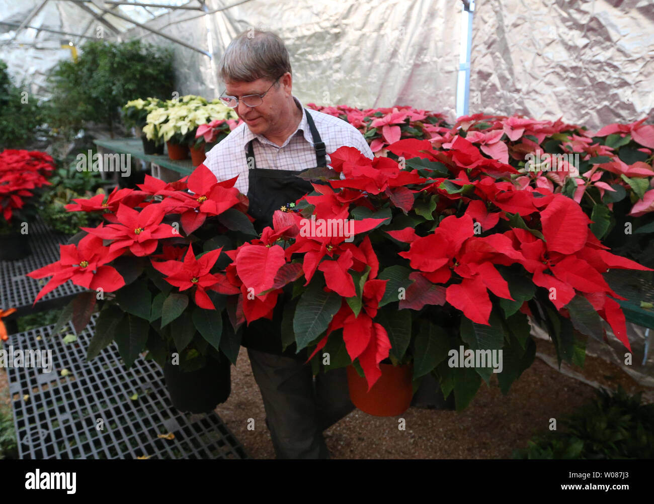 Oversized flowers hi-res stock photography and images - Alamy