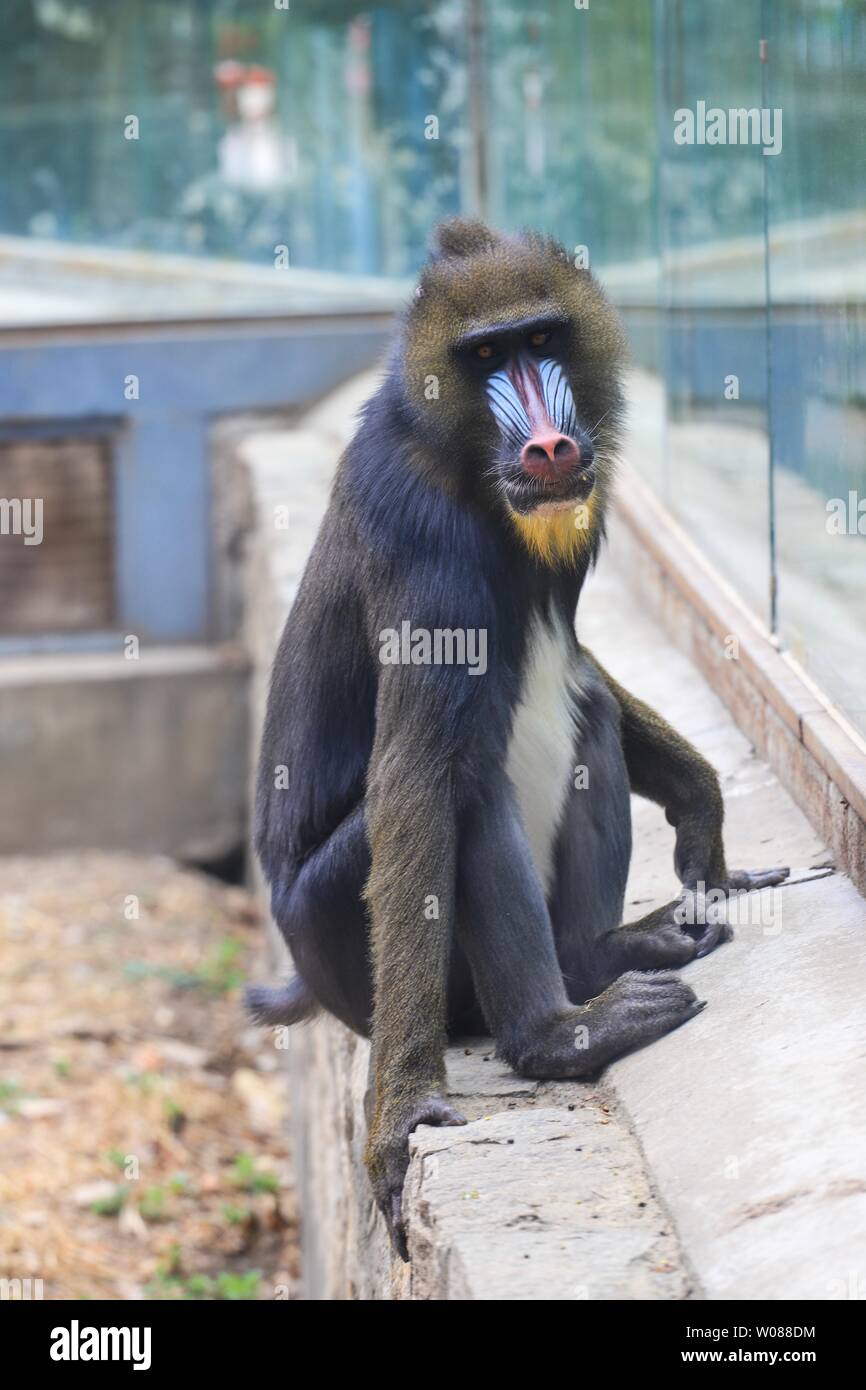 Everything revived, and the animals in the zoo ushered in spring Stock ...