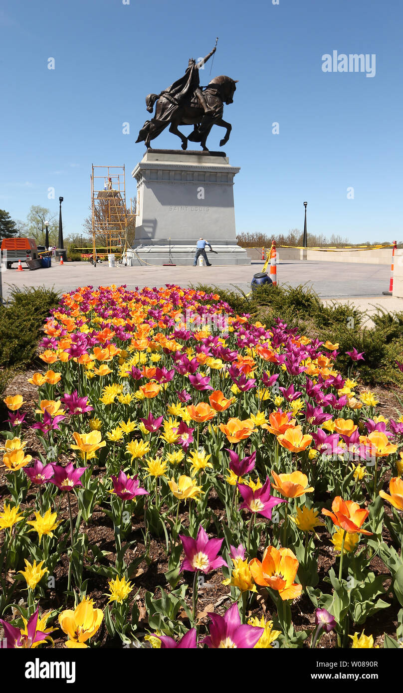 The yellow and purple tulips are in full bloom as maintenance continues ...