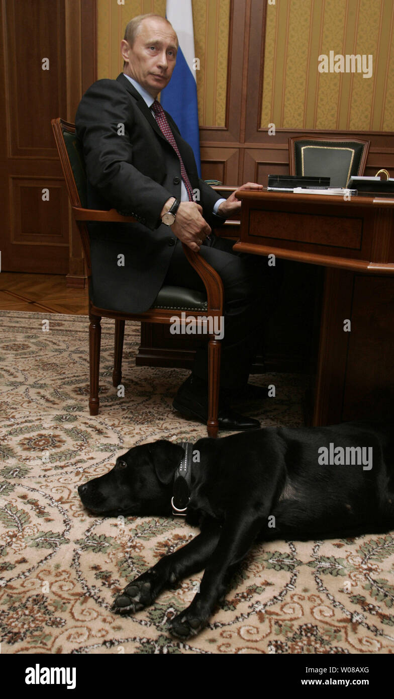 Labrador koni hi-res stock photography and images - Alamy