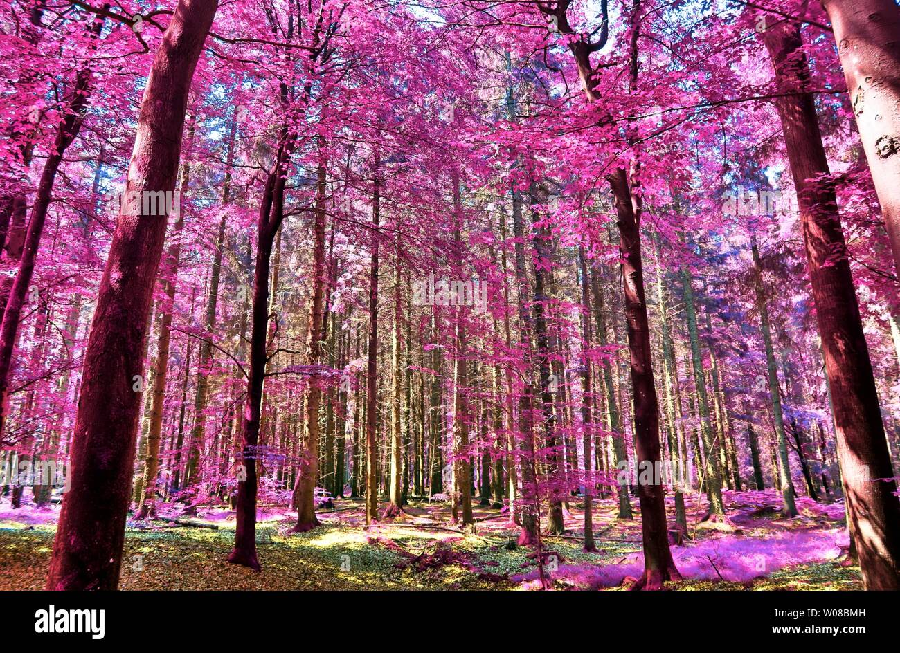 Beautiful infrared view into a purple fantasy forest Stock Photo - Alamy