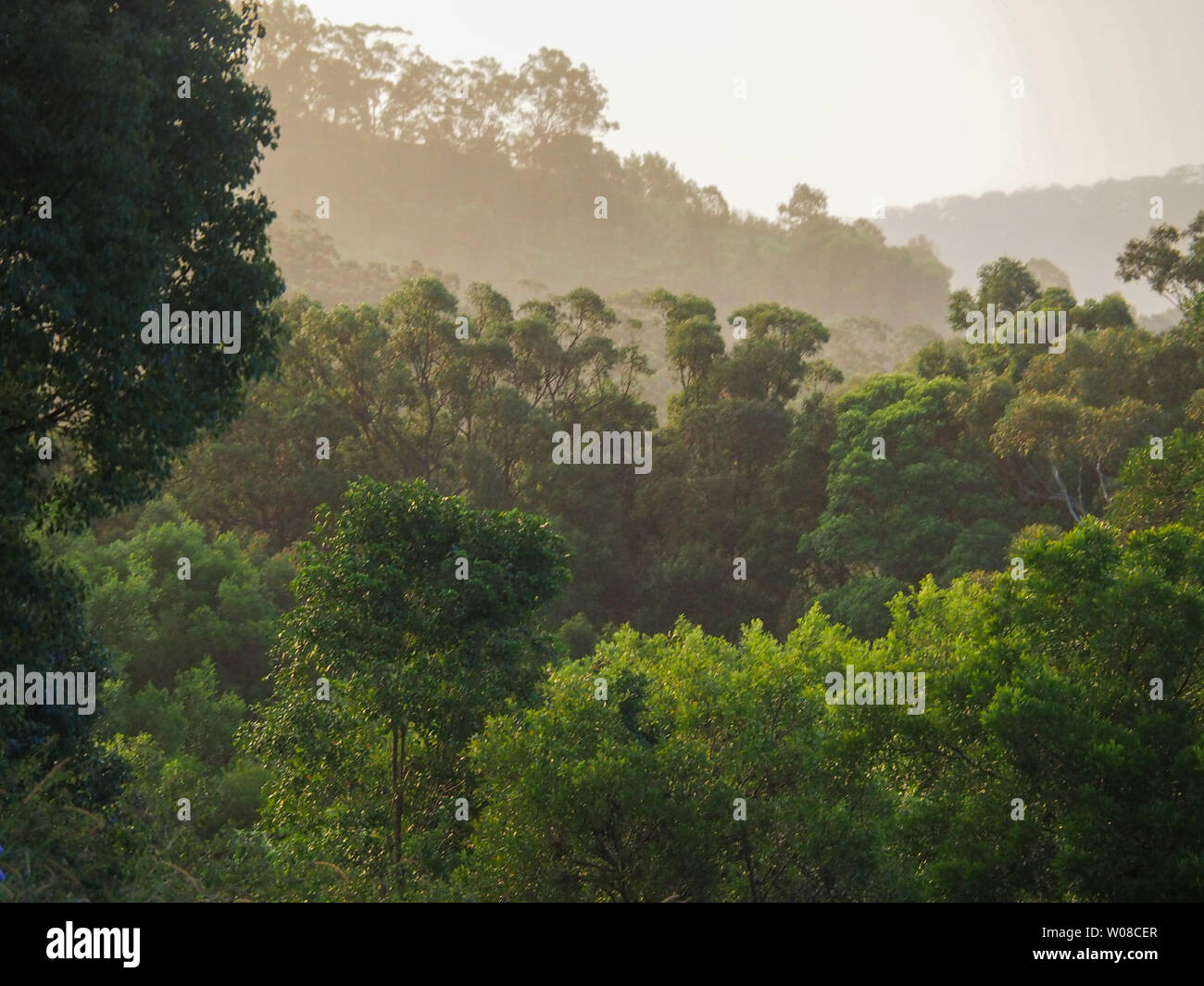 Scenic Australian bush with green leafy trees, Eucalyptus and shrubs ...