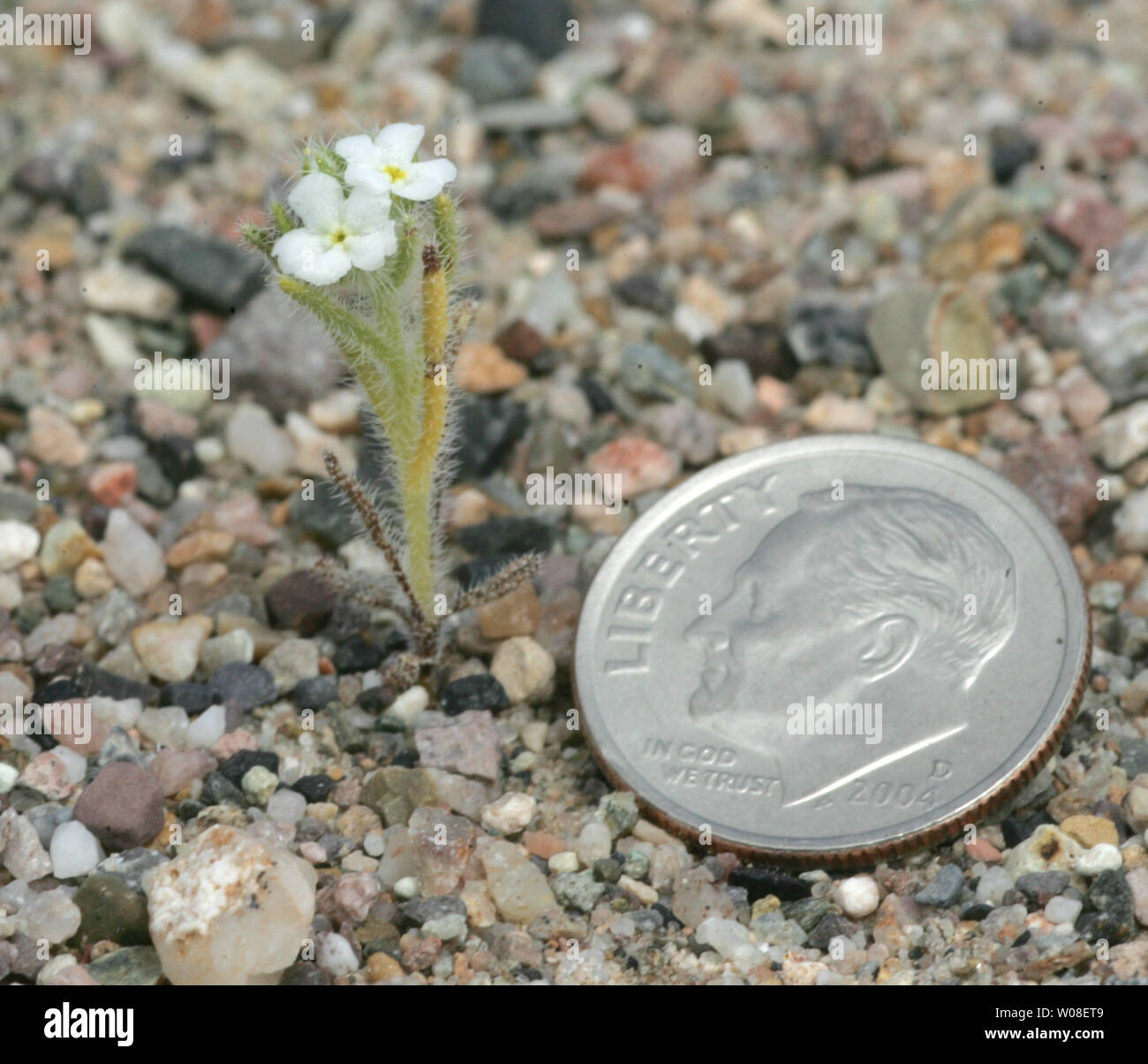 A very tiny wildflower pokes through the sand to join millions of ...