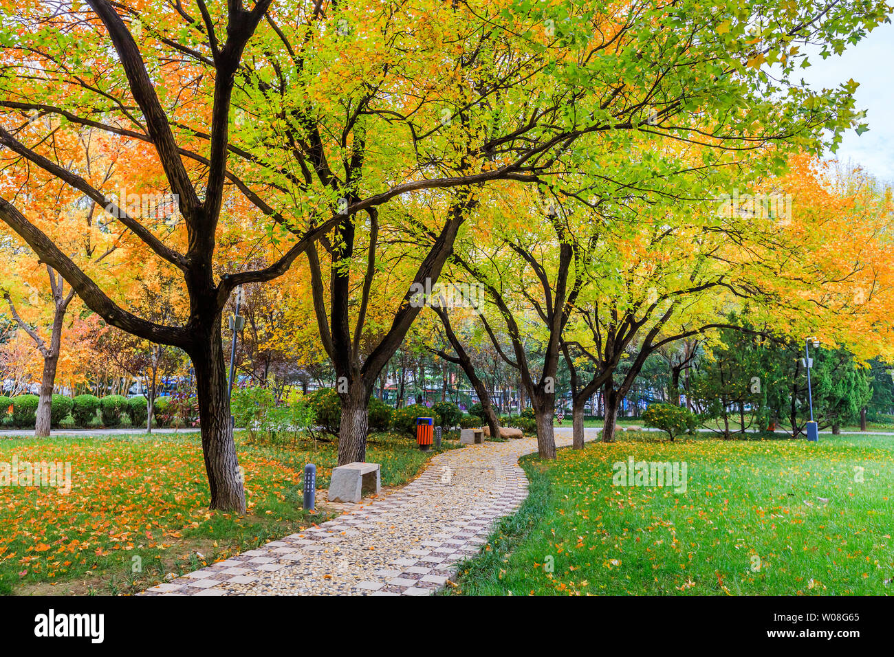 Maple tree guide hi-res stock photography and images - Alamy
