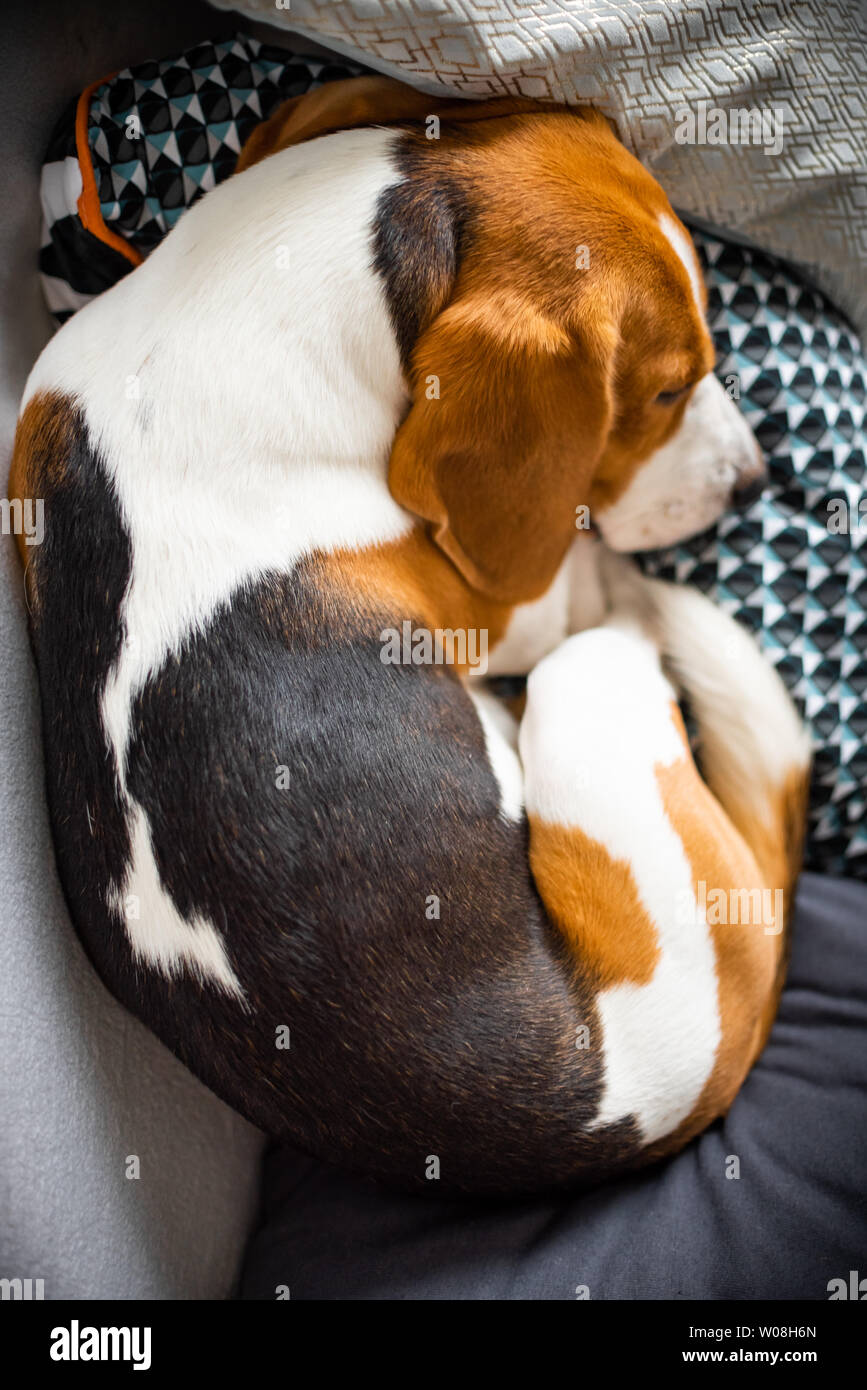 Sleeping beagle on the sofa in living room Stock Photo - Alamy