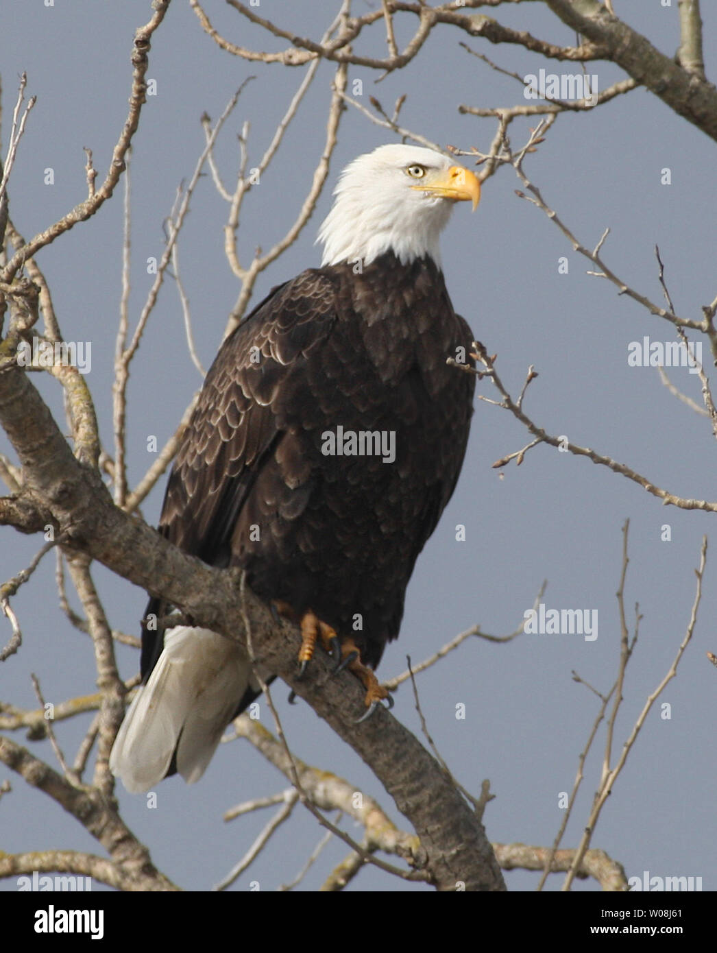 Colusa National Wildlife Refuge High Resolution Stock Photography and ...