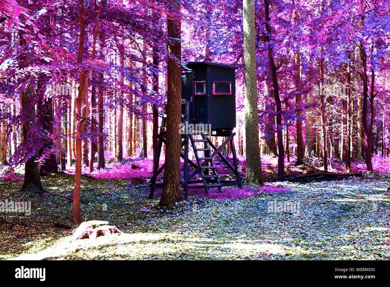 Beautiful infrared view into a purple fantasy forest Stock Photo - Alamy
