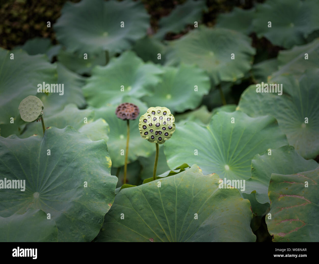 A lotus canopy in a lotus leaf bush Stock Photo - Alamy