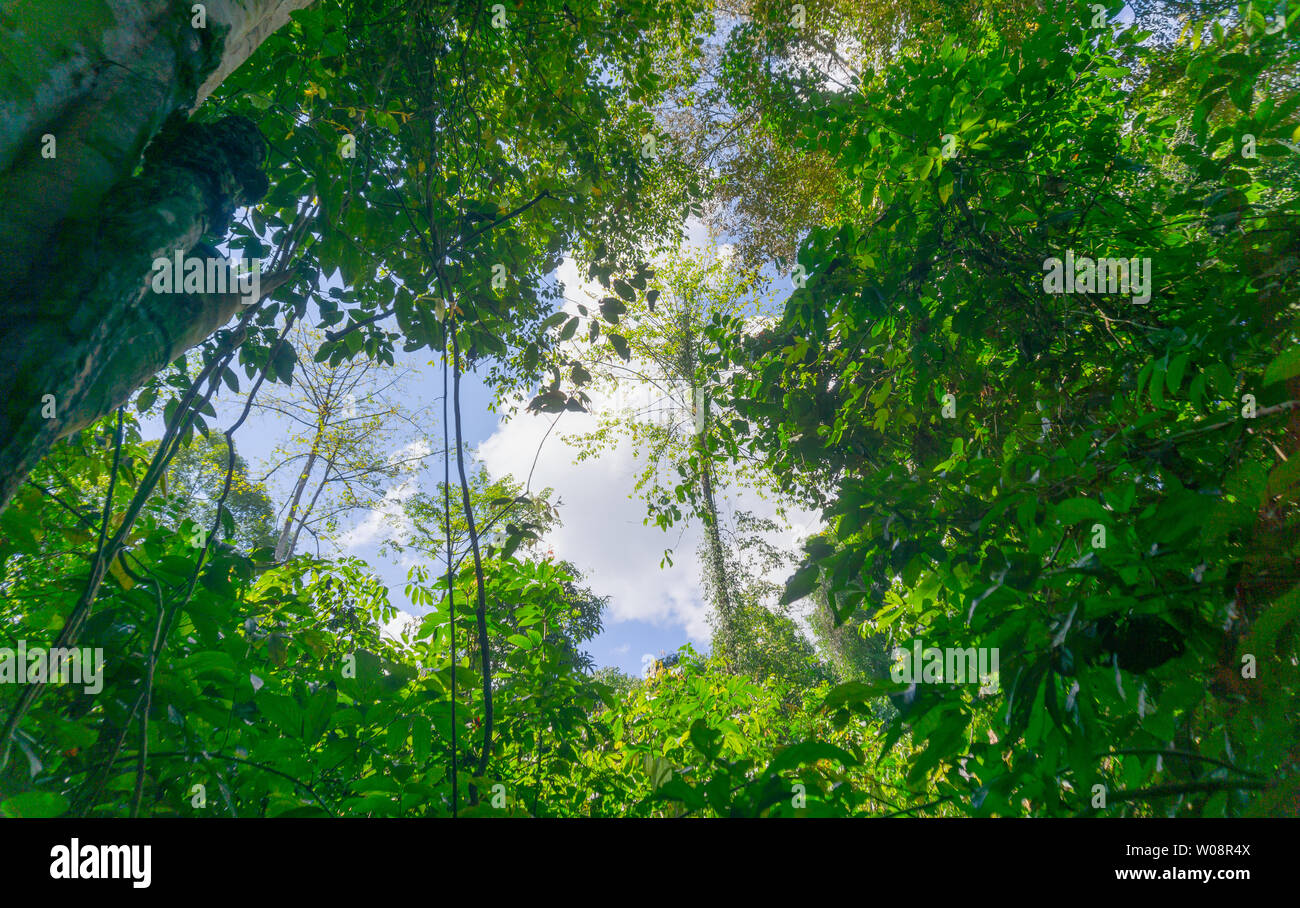 Secondary jungle hi-res stock photography and images - Alamy