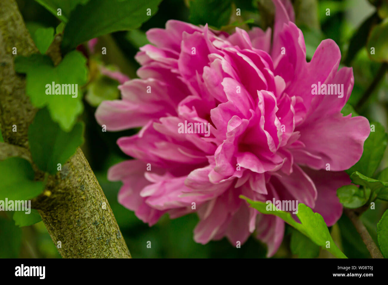 Peony year hi-res stock photography and images - Alamy