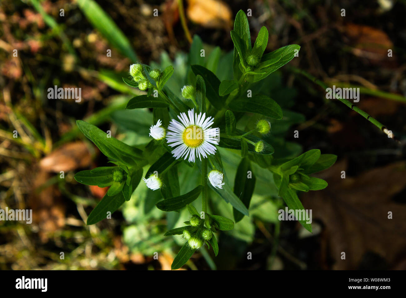 Photograph of common daisy hi-res stock photography and images - Alamy