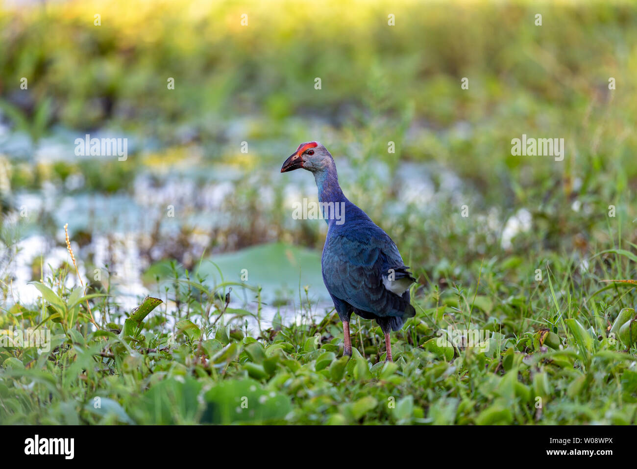 Swamp chickens hi-res stock photography and images - Alamy
