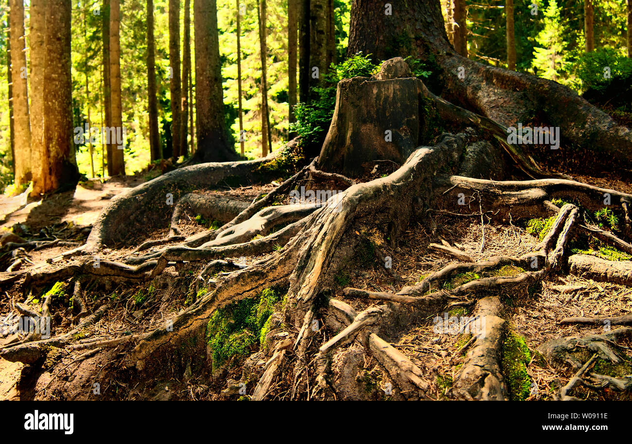 Fairy forest with plexus of pine tree roots Stock Photo - Alamy